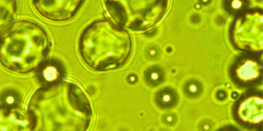 Development of Microcapsules Without Microplastic